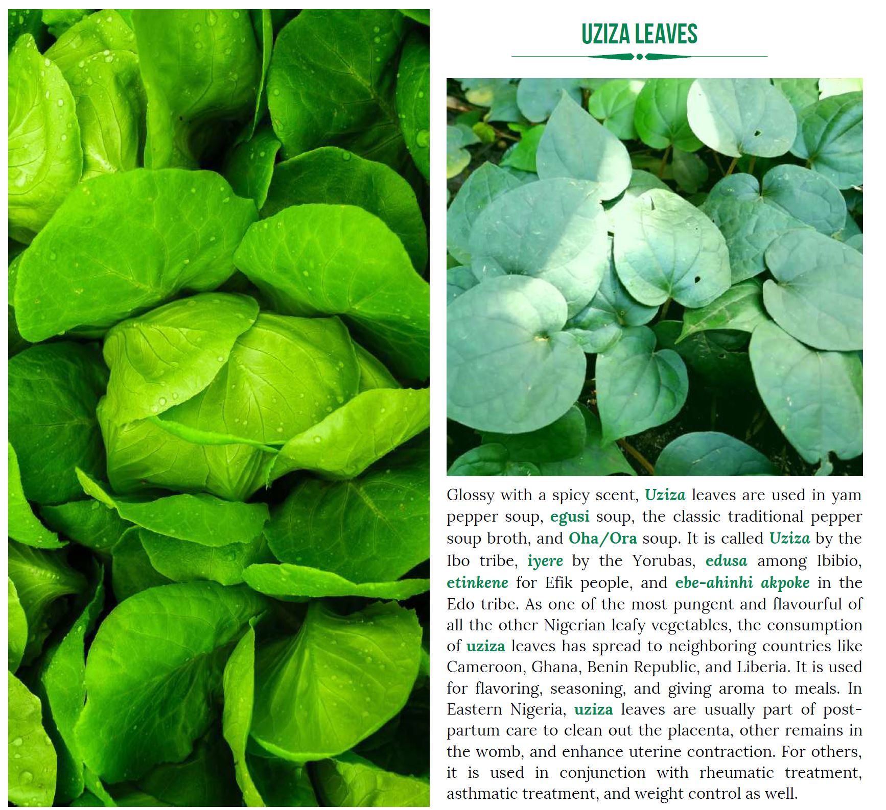 Health Benefits Of Nigerian Leafy Vegetables - NigeriaMag